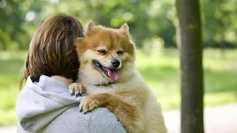 What dog panting from anxiety reveals about your pup's emotions - NewsBreak