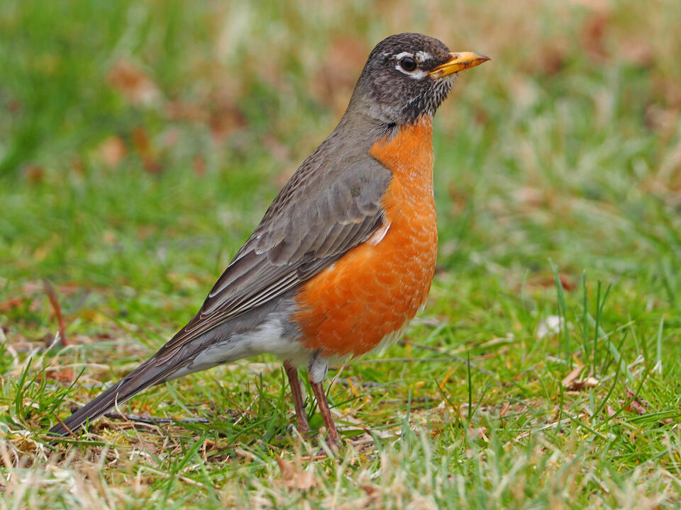 43 Common Birds in Oregon (With Pictures and Identification) - NewsBreak