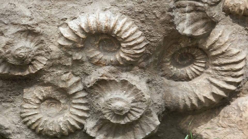 What Fossils Tell Us About the Ancient Oceans of Earth - NewsBreak