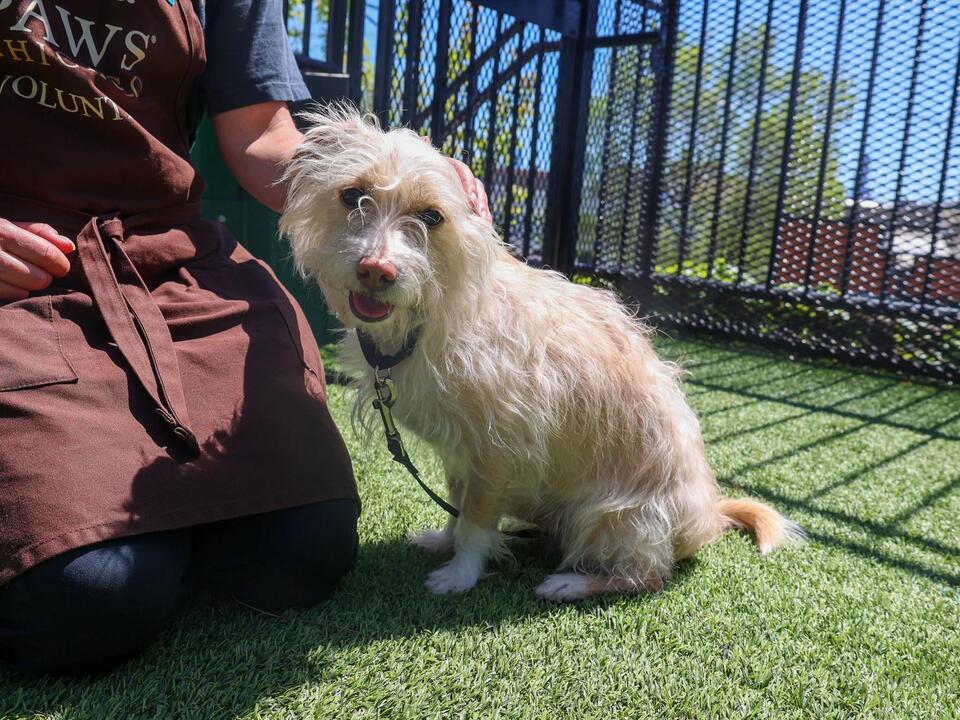 This fluffy Caesar prefers to be in command