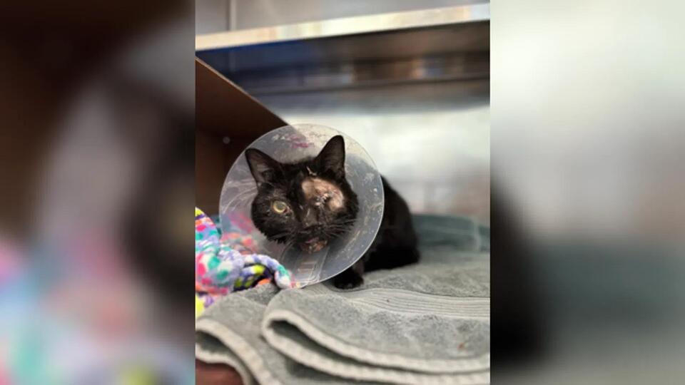'Lucky to be alive': Stray cat on the mend after undergoing surgeries ...