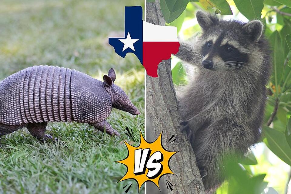 Standoff In Texas: Who Wins In An Armadillo/Raccoon Fight? - NewsBreak