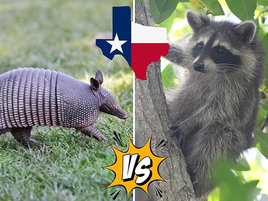 Standoff In Texas: Who Wins In An Armadillo/Raccoon Fight?