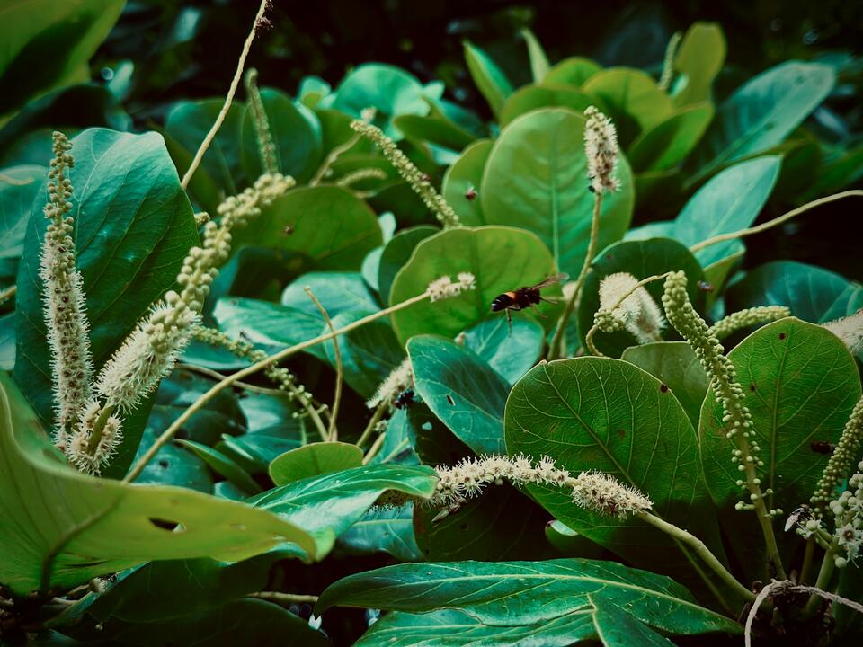 How the First Land Plants Reshaped Earth’s Atmosphere - NewsBreak