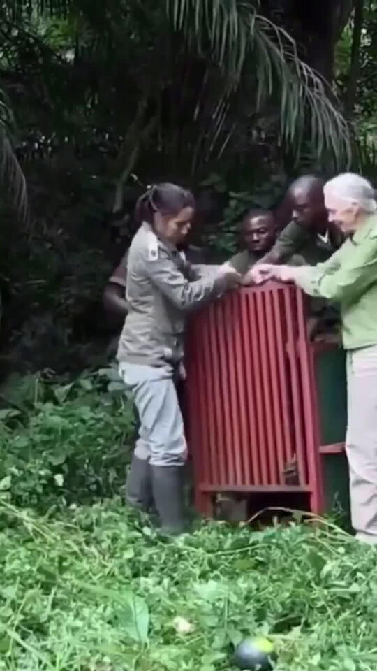 The beautiful moment when Wounda the chimpanzee hugs Dr Jane Goodall in ...