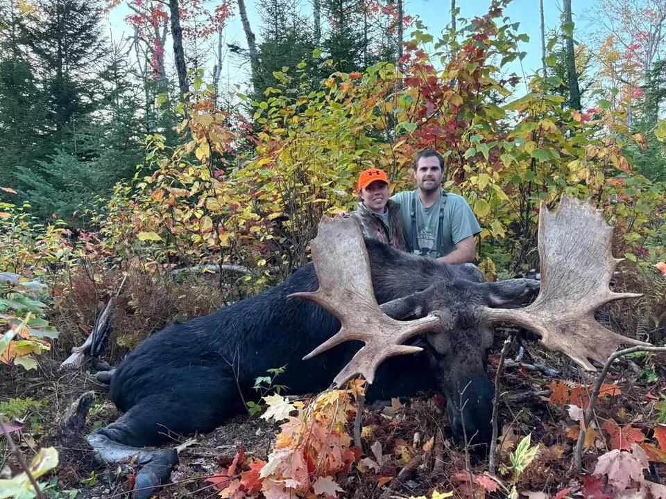 Maine’s 2025 moose harvest report is out. Here are the key takeaways ...