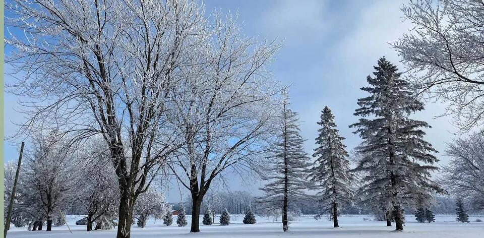Can Trees Explode in the Cold? The Truth About Winter Tree Cracking ...