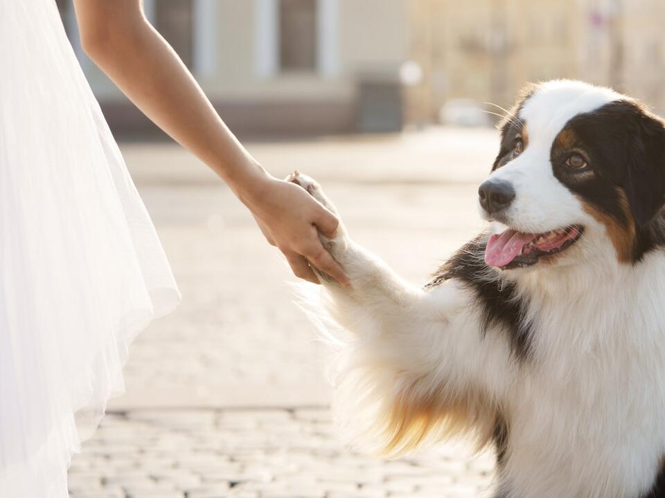 Bride Perfectly Incorporates Australian Shepherd Into Her Wedding in ...