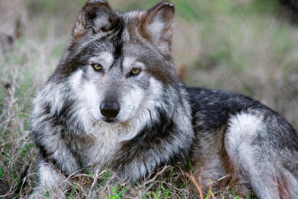 Was a Colorado man mauled by wolves trying to join pack? Wolf furry ...