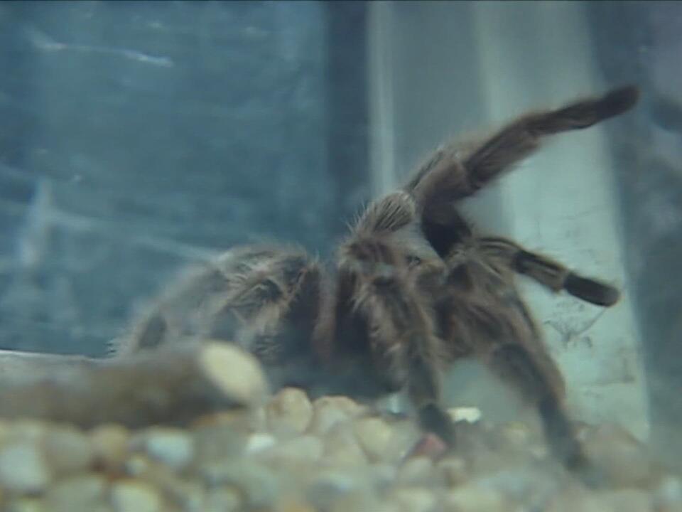 Thousands of tarantulas will emerge out of their homes in Colorado