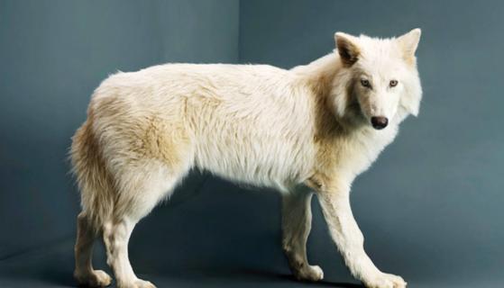 5 Things You Need to Know About the Return of the Dire Wolf - NewsBreak