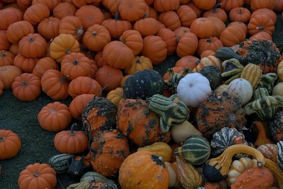 Pumpkin Patches and Fall Festivals Guide - NewsBreak