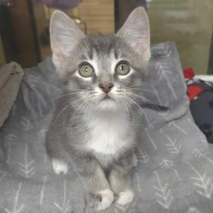 🐱 Playful Kittens Ready for Adoption in Marshfield, WI - NewsBreak