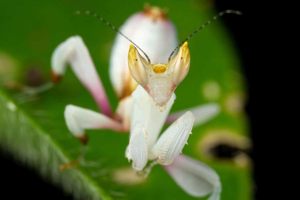 Orchid Mantis: The Expensive Exotic Insect You Thought Was a Flower ...