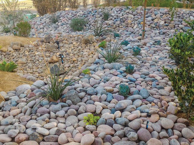 Mesa offers grass-to-Xeriscape, landscape irrigation incentives