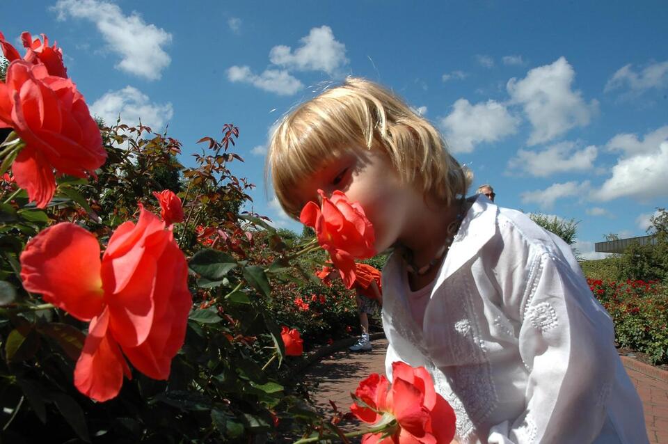 Why it's important flowers smell good - NewsBreak