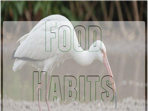 White Ibis: Fascinating Habits, Lifespan, and Habitat Facts (2024)