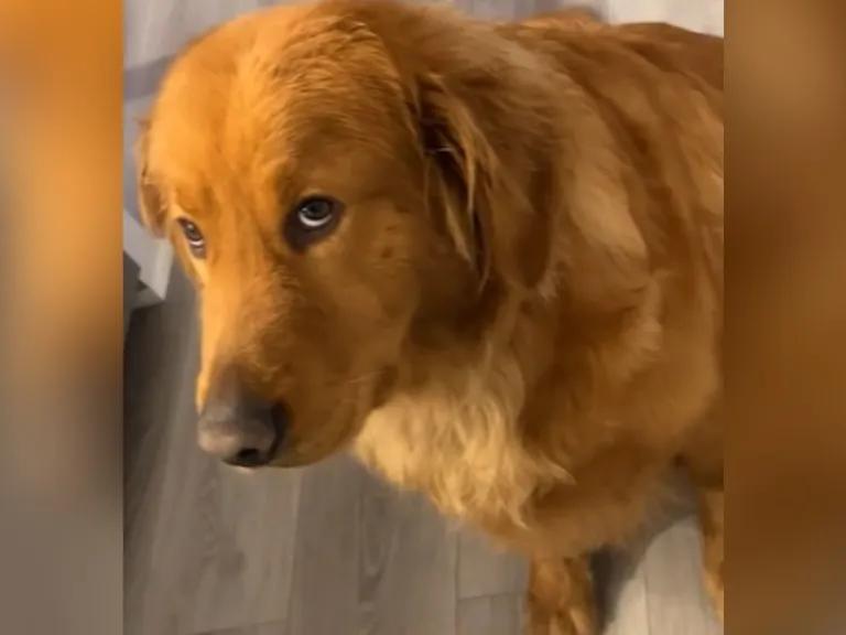 Golden Retriever Gives Crying Baby The “Side-Eye” In Hilarious Video