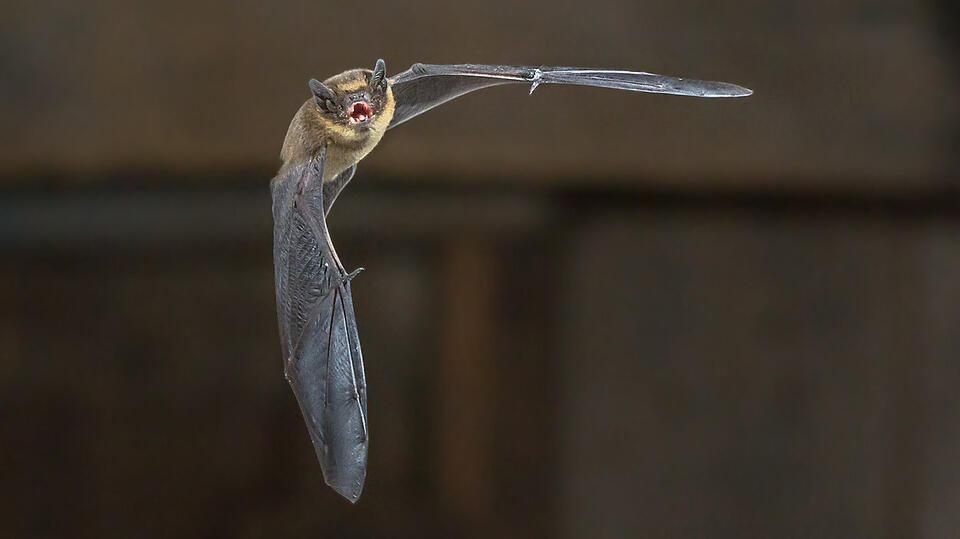 Genesee, Orleans counties warn of increase in bat encounters - NewsBreak