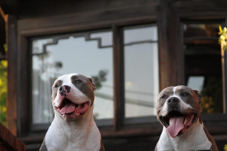 2 Philadelphia Pit Bulls Charge at Police Officers, Get Shot - NewsBreak