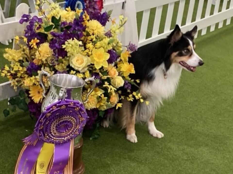 Westminster dog show 2024 names obedience champion, Zayne the border collie