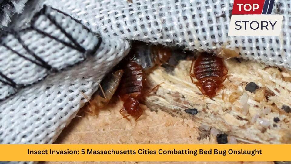 Insect Invasion: 5 Massachusetts Cities Combatting Bed Bug Onslaught ...