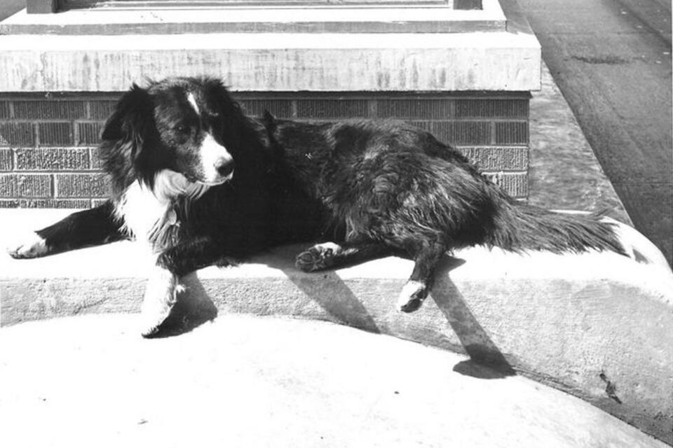 The Heartwarming Legacy Of Shep The Turnpike Dog In Colorado - NewsBreak
