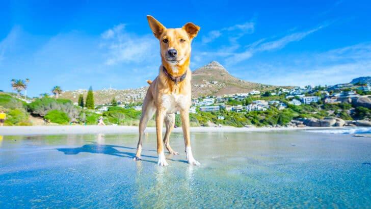 15 Smart Ways Animals Stay Cool in Summer - NewsBreak