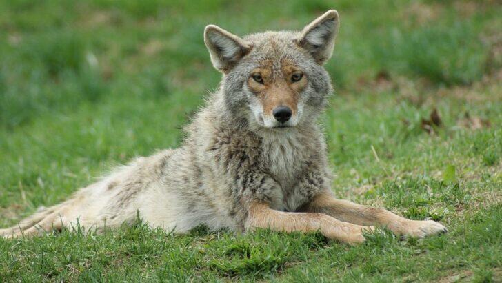 Understanding the Coyote: The Wise Trickster of Native American Lore ...