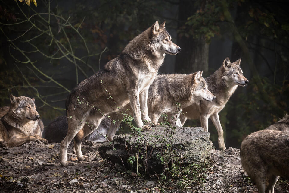 After Tragedy, Yellowstone’s Junction Butte Wolf Pack Regroups and ...