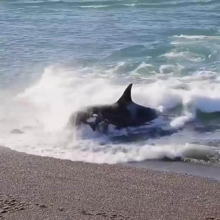 An Orca launches onto the beach to catch a seal pup! This is a unique ...