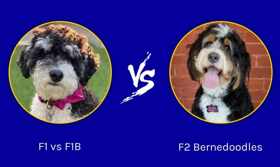 F1 vs F1B vs F2 Bernedoodle: What’s the Difference? - NewsBreak