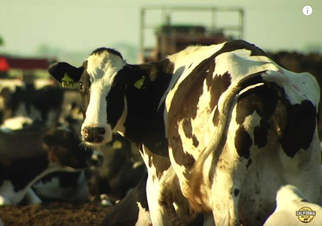 Dead Cows Can’t Fart: The Dark Side of Denmark’s Methane Reduction ...
