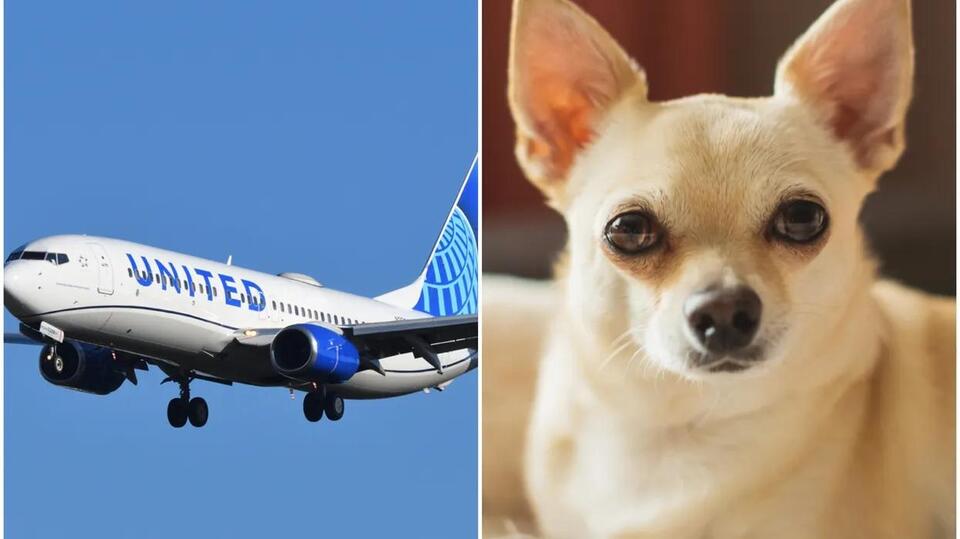 Flight goes wrong after dog makes everybody on board sick - NewsBreak