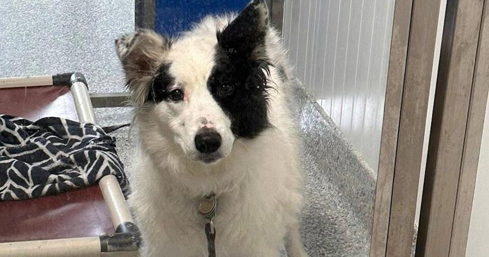 Prineville animal shelter at capacity, urgently seeks fosters - NewsBreak