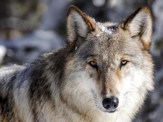 Collar data indicates some wolves have moved into eastern Moffat County