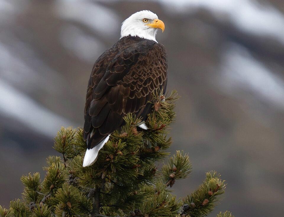 Where to See America’s National Bird in Utah During Winter Migrations ...