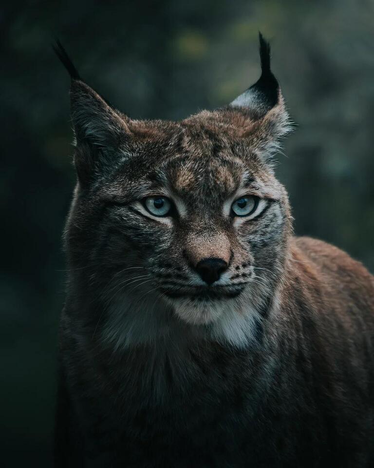 11 Prehistoric Cats That Once Roamed North America - NewsBreak