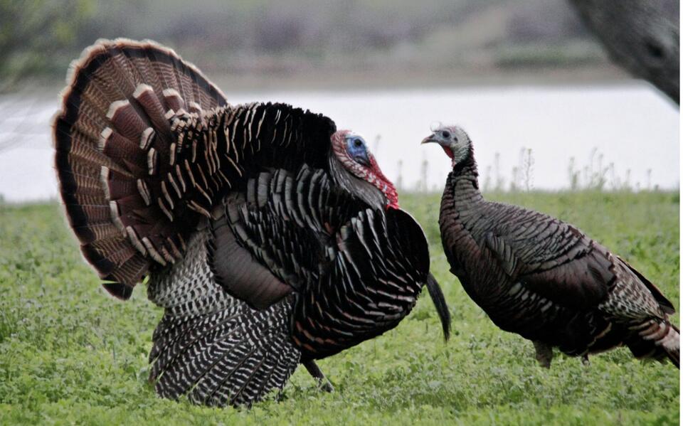 Kansas wild turkeys, plagued by years of population decline, subject of ...