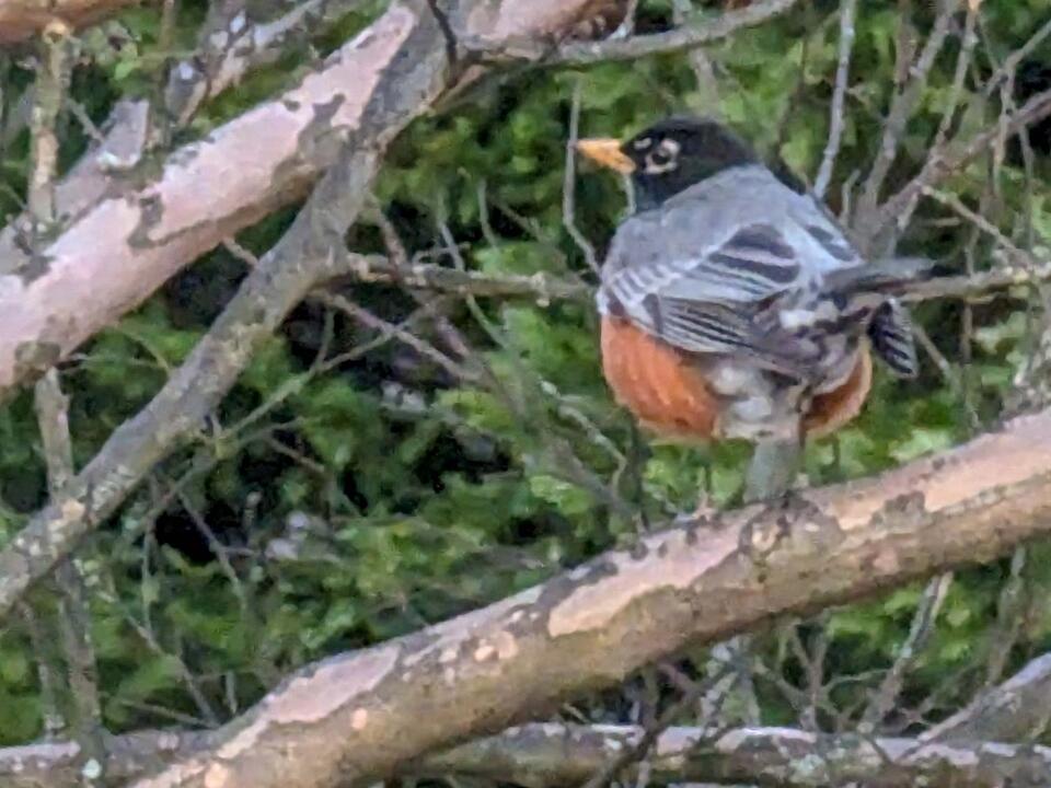 Listen for the Harbingers of Spring in Georgia: Louder Bird Songs and ...