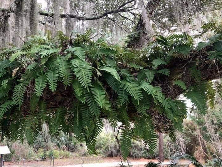 Coming to Life: The resilience of the resurrection fern
