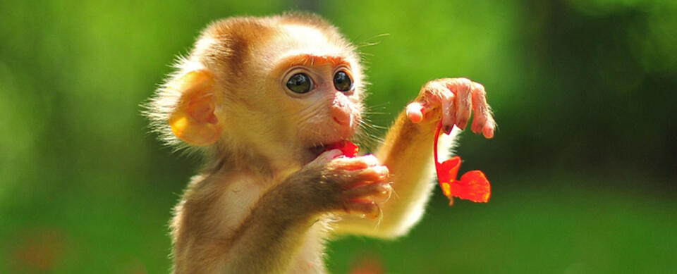 Why Did Primates Evolve Big Brains? It Might Not Be The Reason You ...