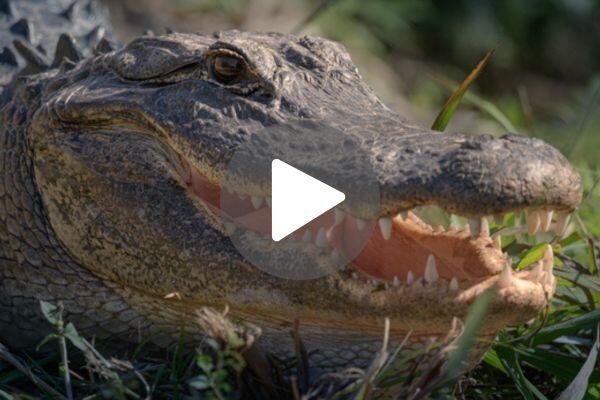 Watch slow-motion BBC footage of how alligators use the gruesome ‘death ...
