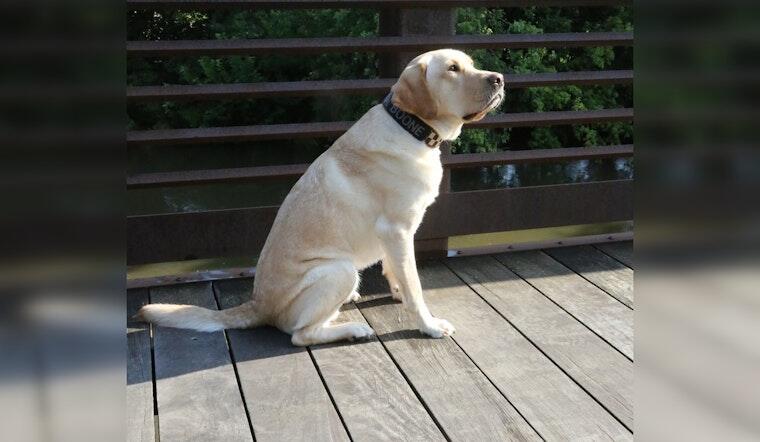 Boone the Chicago K-9 Finds Hidden Tech in Abuse Cases - NewsBreak