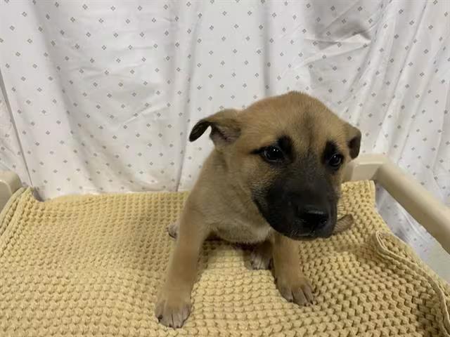 🐶 Playful Shepherds, Huskies & More Ready for Adoption in Modesto ...