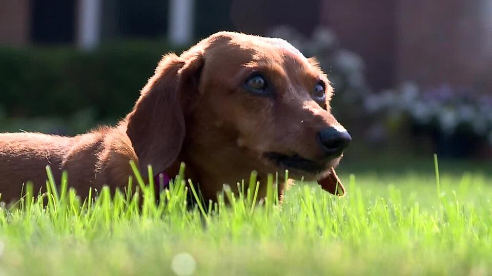 Man dies from rabies after receiving donor kidney from skunk attack ...