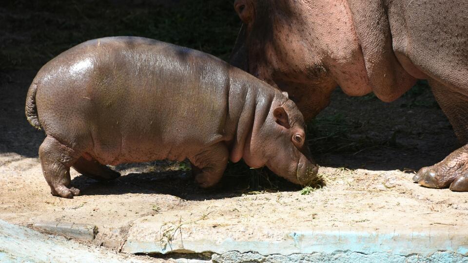 Orphaned baby hippo finds new family at Kenyan wildlife sanctuary after ...