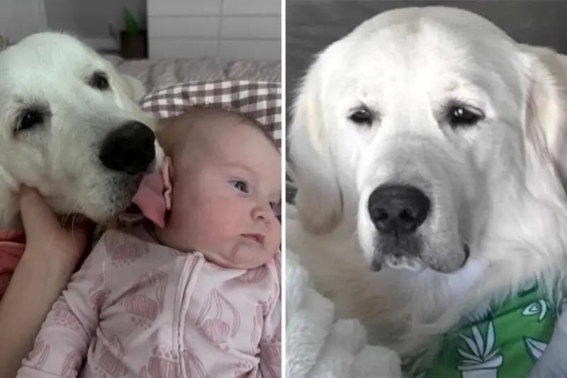 Dog tries valiantly to take care of newborn sister, but his face ...