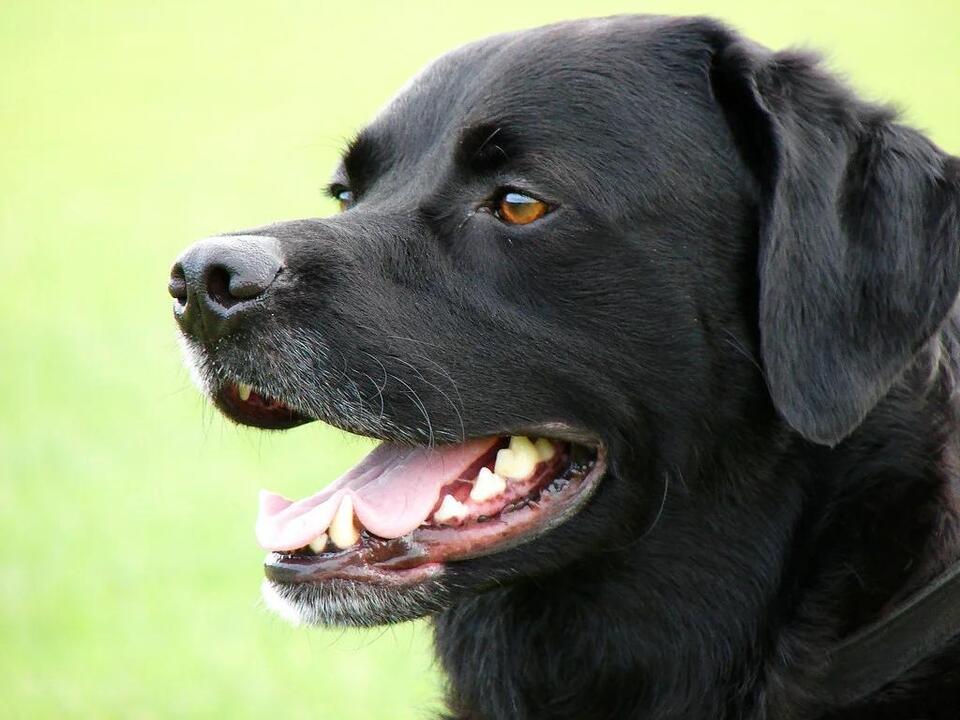 The List is Out: 2025’s Top Dog Breeds In The USA by City - NewsBreak