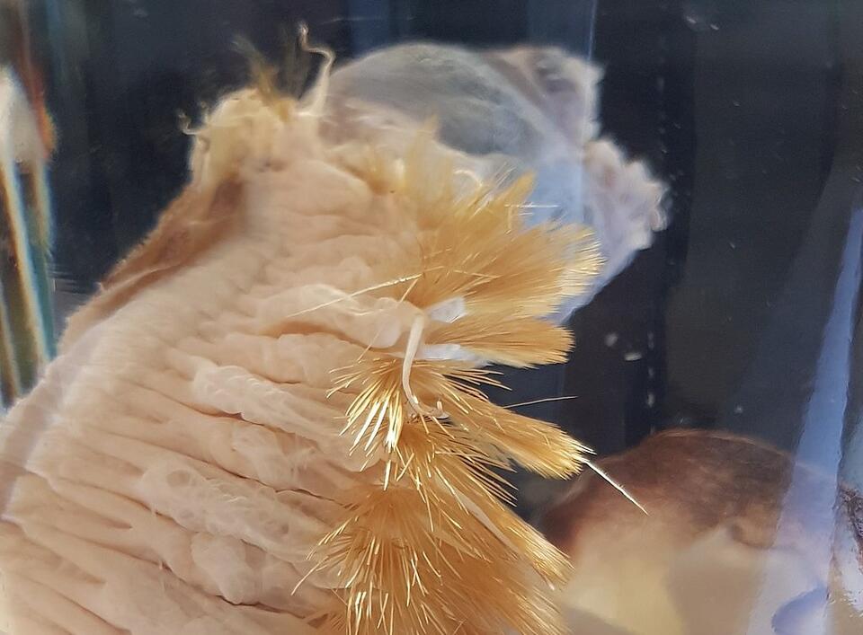Real photos of an underwater worm you’ll wish were AI - NewsBreak